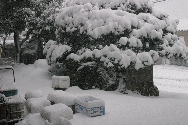 積雪20センチ - むらの幸福論