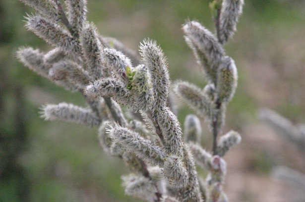 銀の花穂。愛撫したくなる触感 - むらの幸福論