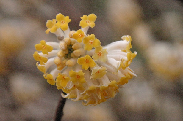 化粧するみつまた - むらの幸福論