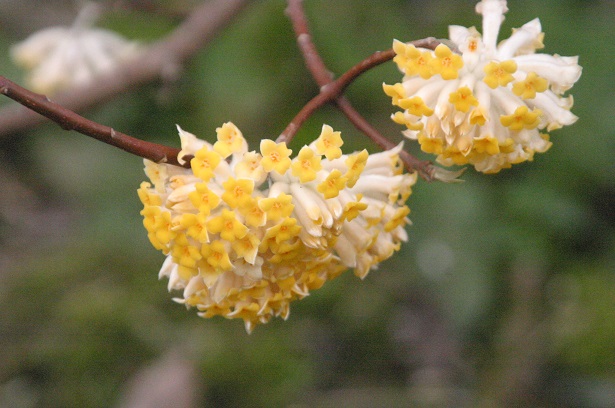 化粧するみつまた - むらの幸福論