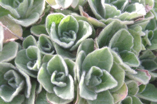 心象華譜 - むらの幸福論