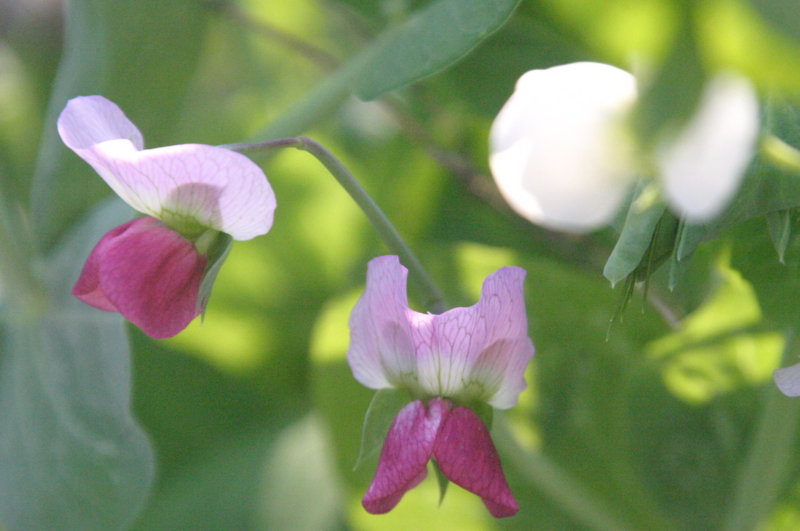 えんどうの花 - むらの幸福論