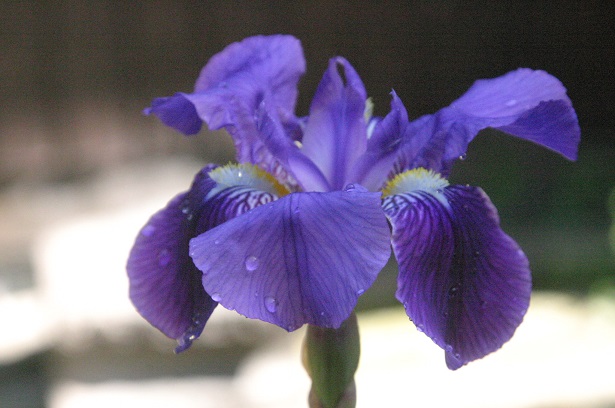 紫匂い - むらの幸福論