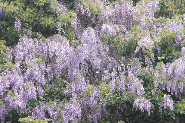 藤シャワー - むらの幸福論