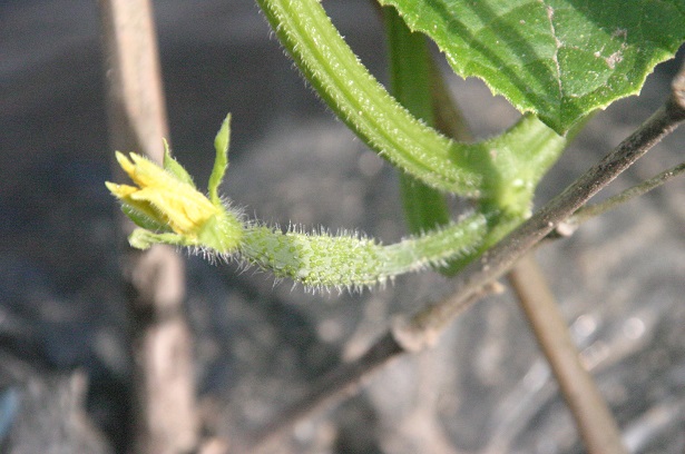 美しい黄の花 - むらの幸福論