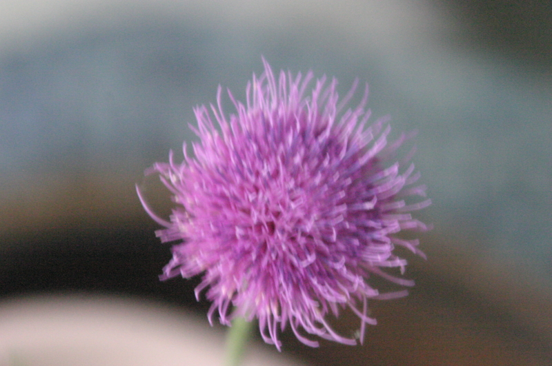 野趣に満ち、気概ある花 - むらの幸福論