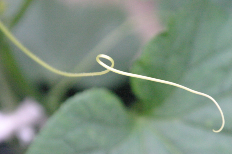 鮮やかな黄色 - むらの幸福論