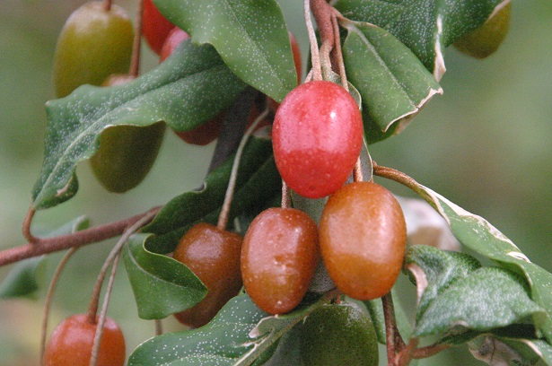 渋みのあるナツグミ - むらの幸福論