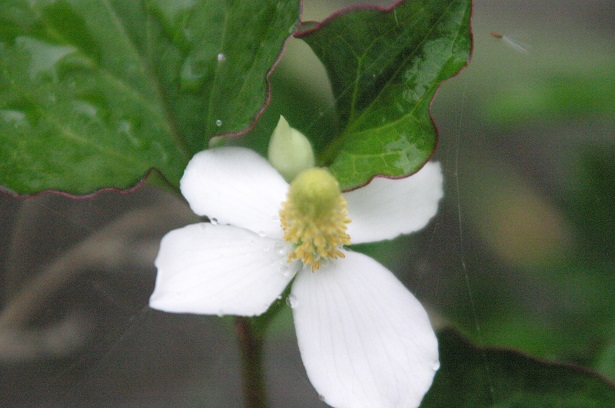 食あたりに使ったドクダミ - むらの幸福論