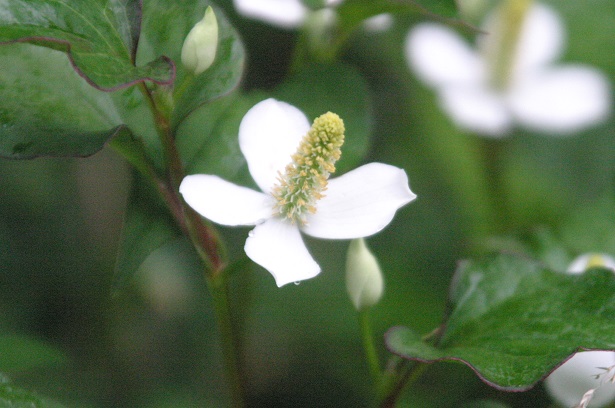 食あたりに使ったドクダミ - むらの幸福論