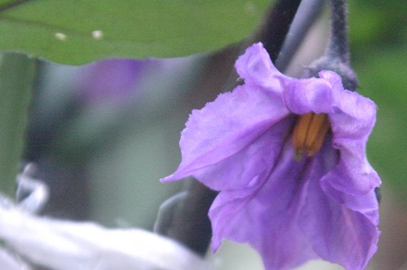 生育が順調なナス - むらの幸福論