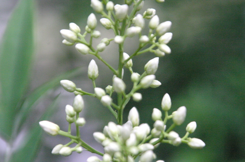 ナンテンの花 - むらの幸福論