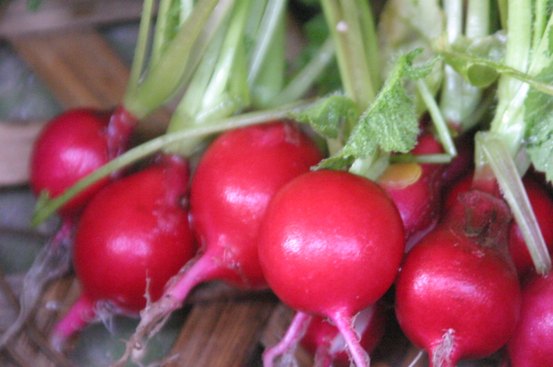 菜園のラディシュ - むらの幸福論