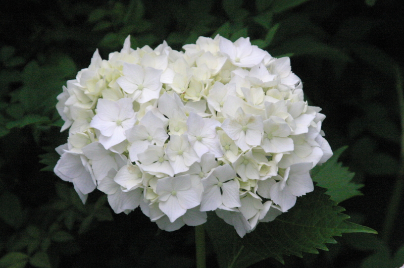 純白のアジサイ - むらの幸福論