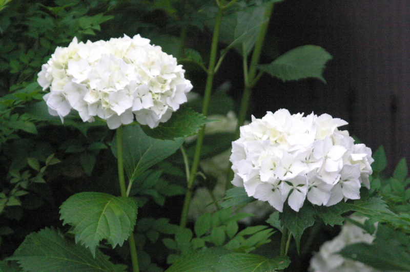 純白のアジサイ - むらの幸福論