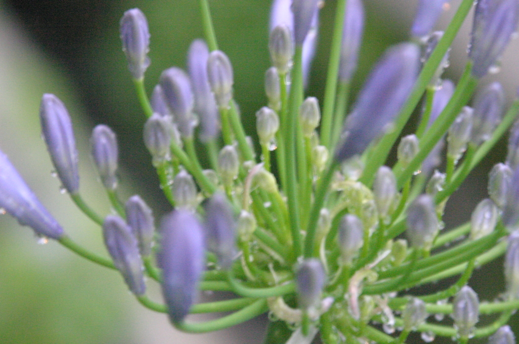 アガパンサスかムラサキクンシラン - むらの幸福論