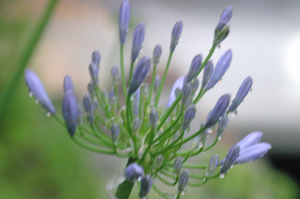 アガパンサスかムラサキクンシラン - むらの幸福論