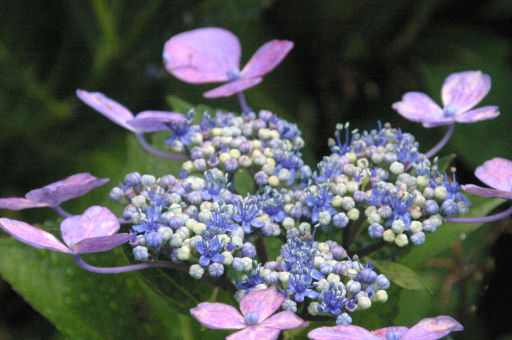 気品あるガクアジサイ - むらの幸福論