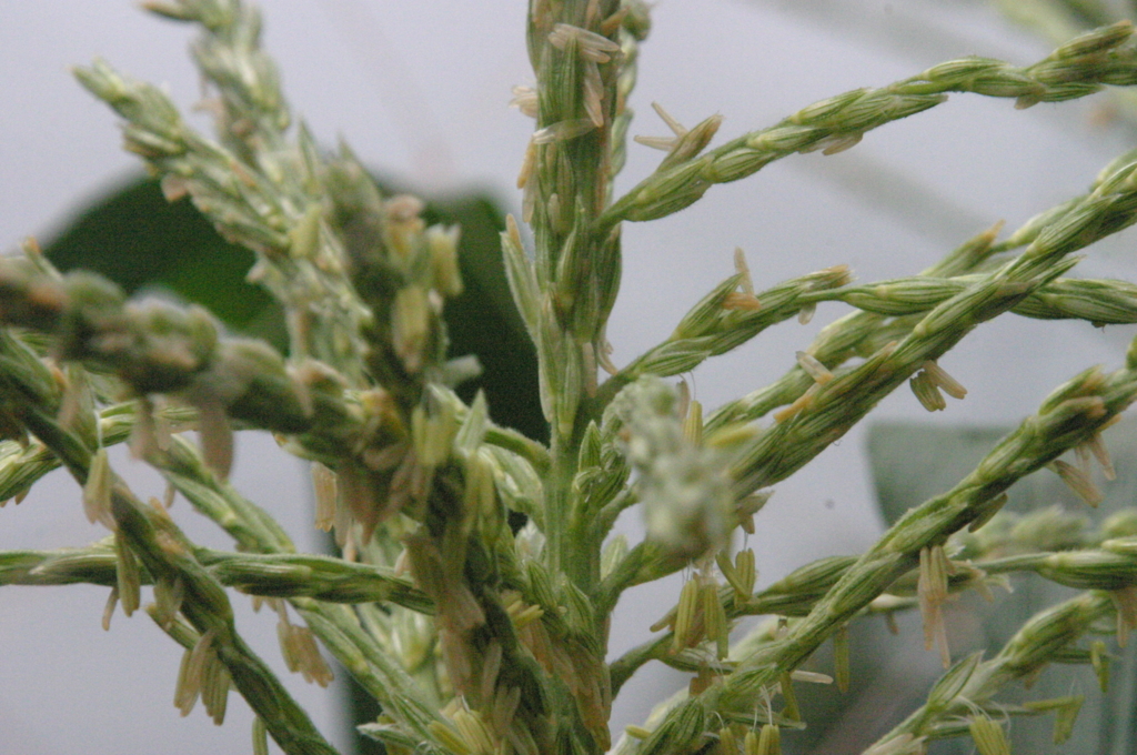 トウモロコシの画期性 - むらの幸福論