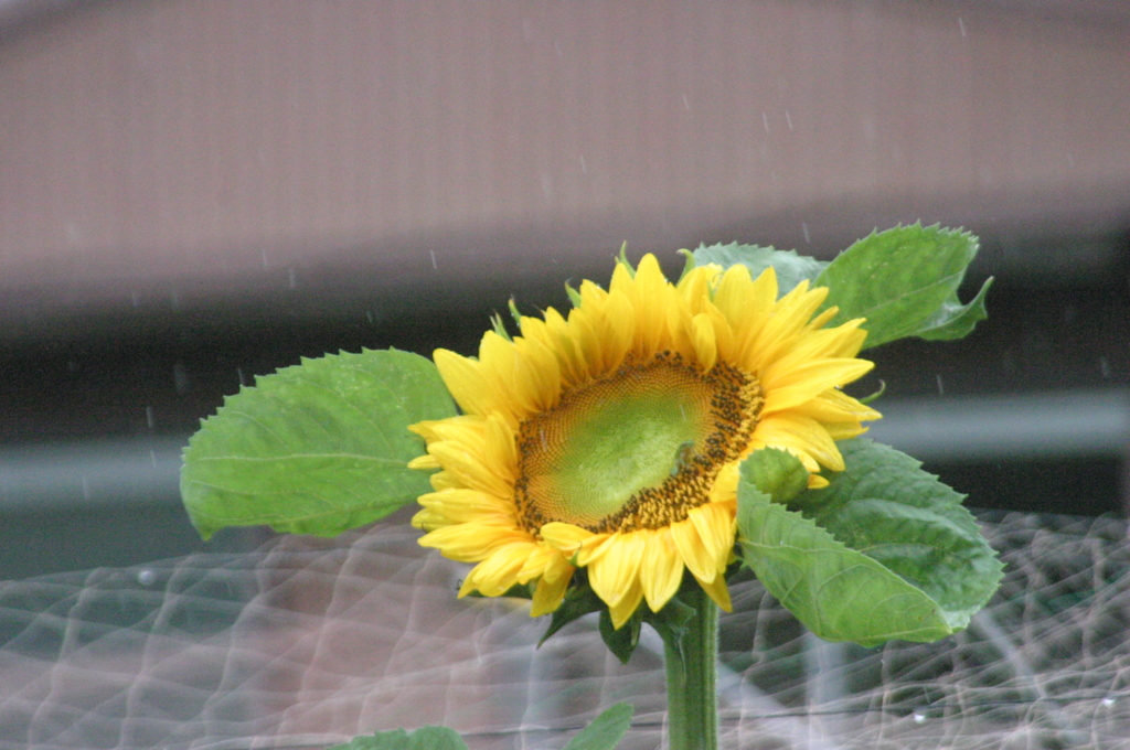 限界のみえてきた集落に咲き誇るジャンボヒマワリ - むらの幸福論