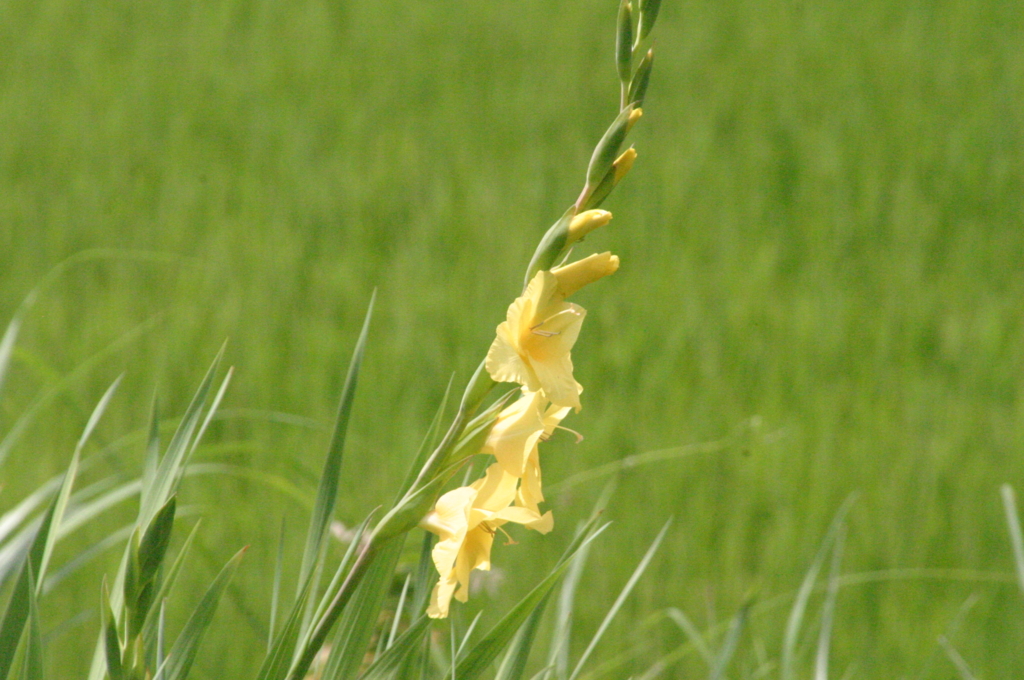 路傍のイエローグラジオラス - むらの幸福論