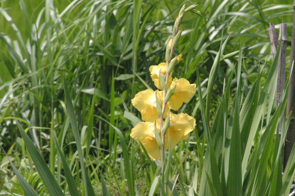 路傍のイエローグラジオラス - むらの幸福論