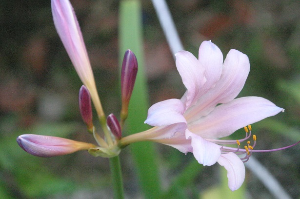 クサユリ - むらの幸福論