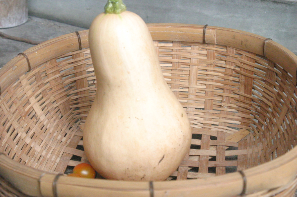 バターナッツ南瓜もらった - むらの幸福論