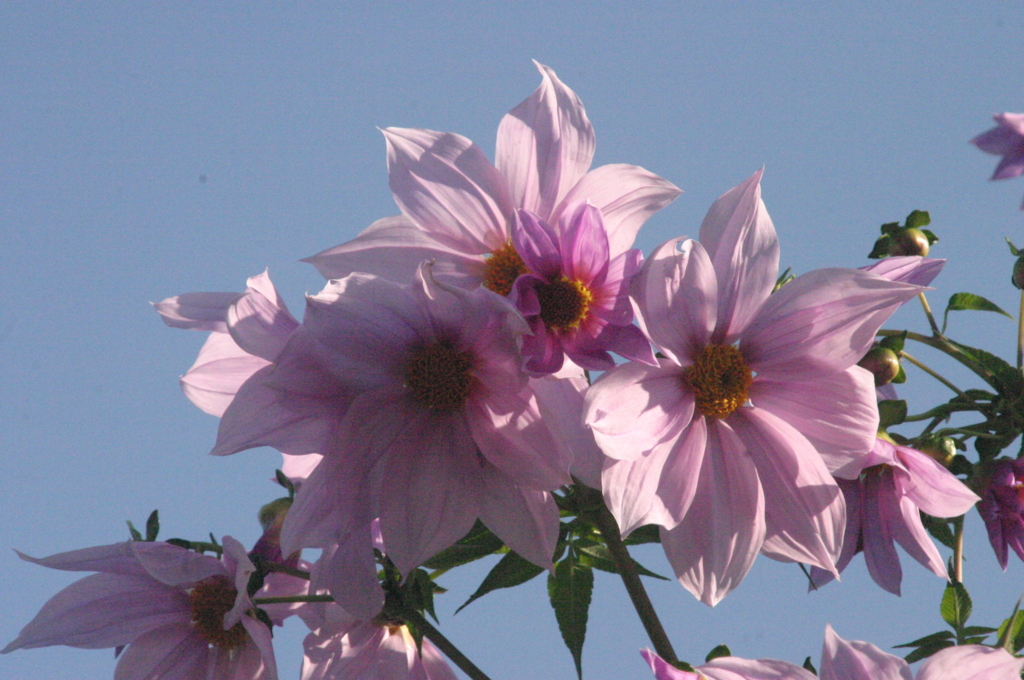 見上げれば皇帝ダリア - むらの幸福論