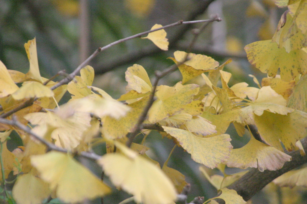 むらを見守る金色のいちょう - むらの幸福論