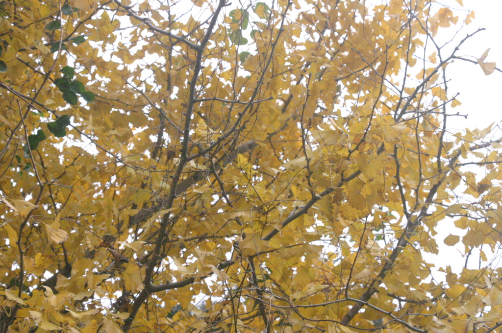 おびただしく金色にひかりかがやく - むらの幸福論