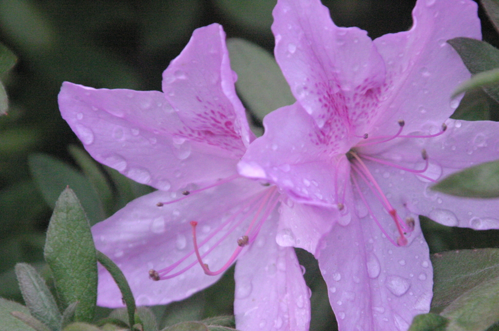 帰り咲のツツジ。大雪の兆候か - むらの幸福論