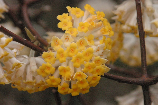 共同体をほうふつとさせる「みつまた」 - むらの幸福論