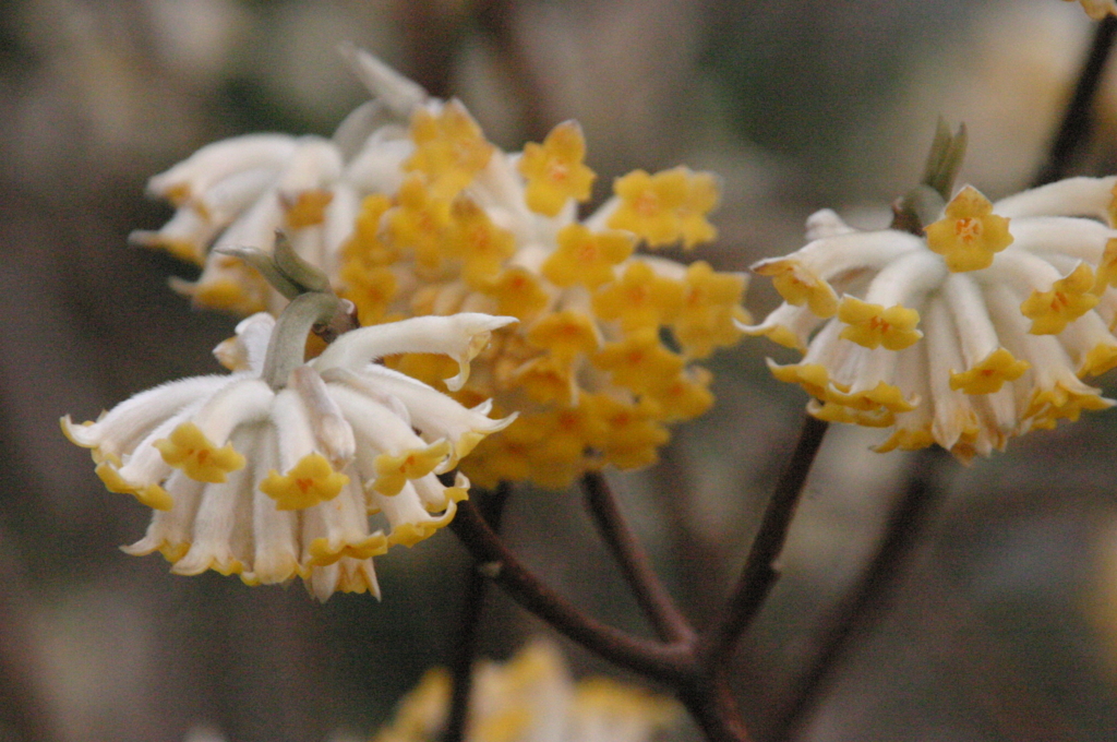 共同体をほうふつとさせる「みつまた」 - むらの幸福論