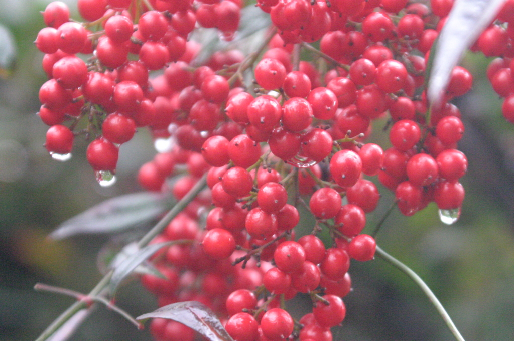 今季は、紅色が鮮やかなナンテン - むらの幸福論
