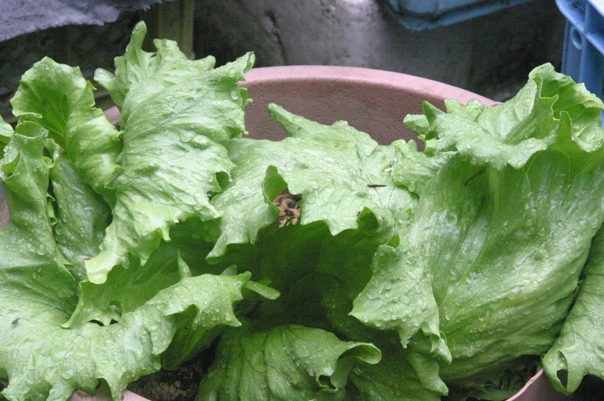 ひと手間 - むらの幸福論