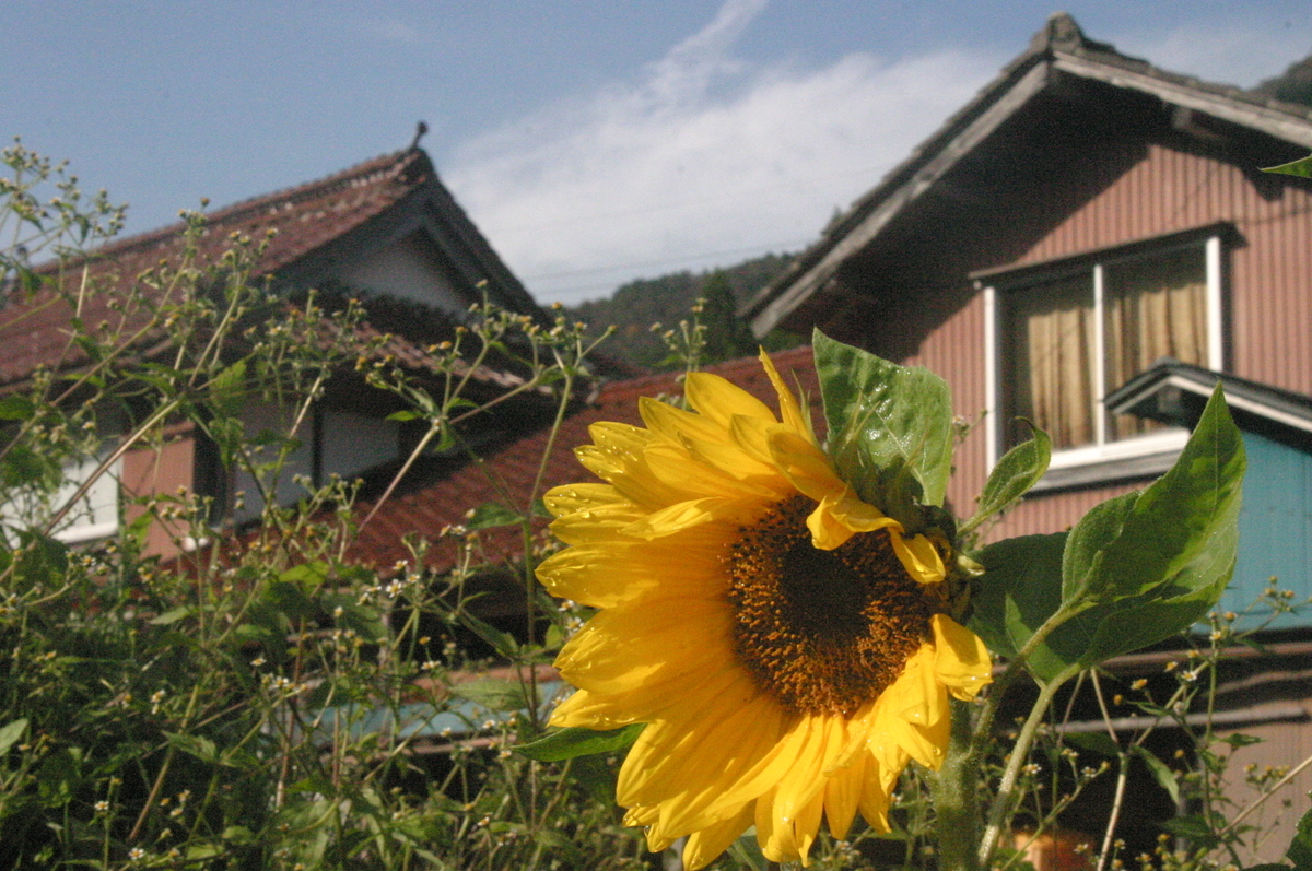 晩秋なのに～グングン伸びるひまわり - むらの幸福論