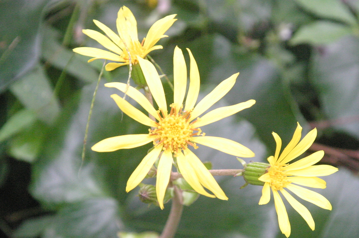 秋色にはえるつわぶき - むらの幸福論