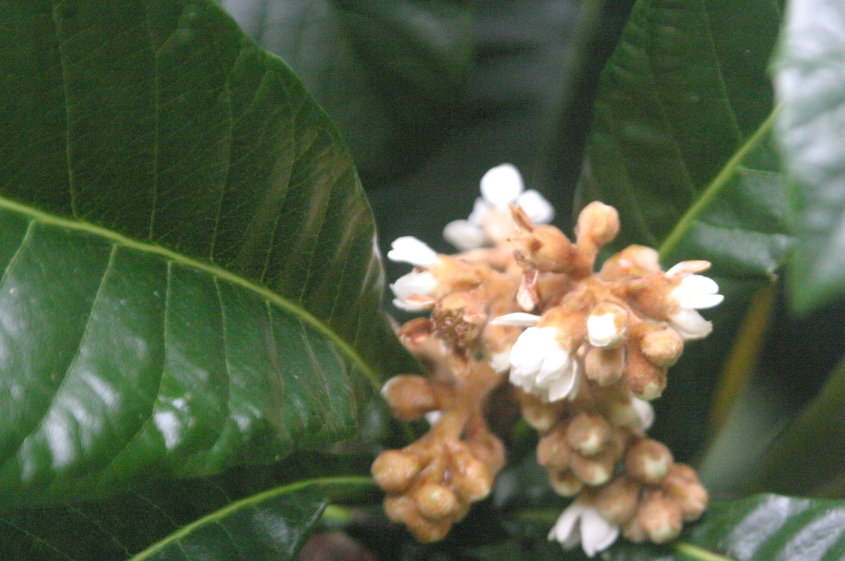 越冬して、夏に実るビワ - むらの幸福論