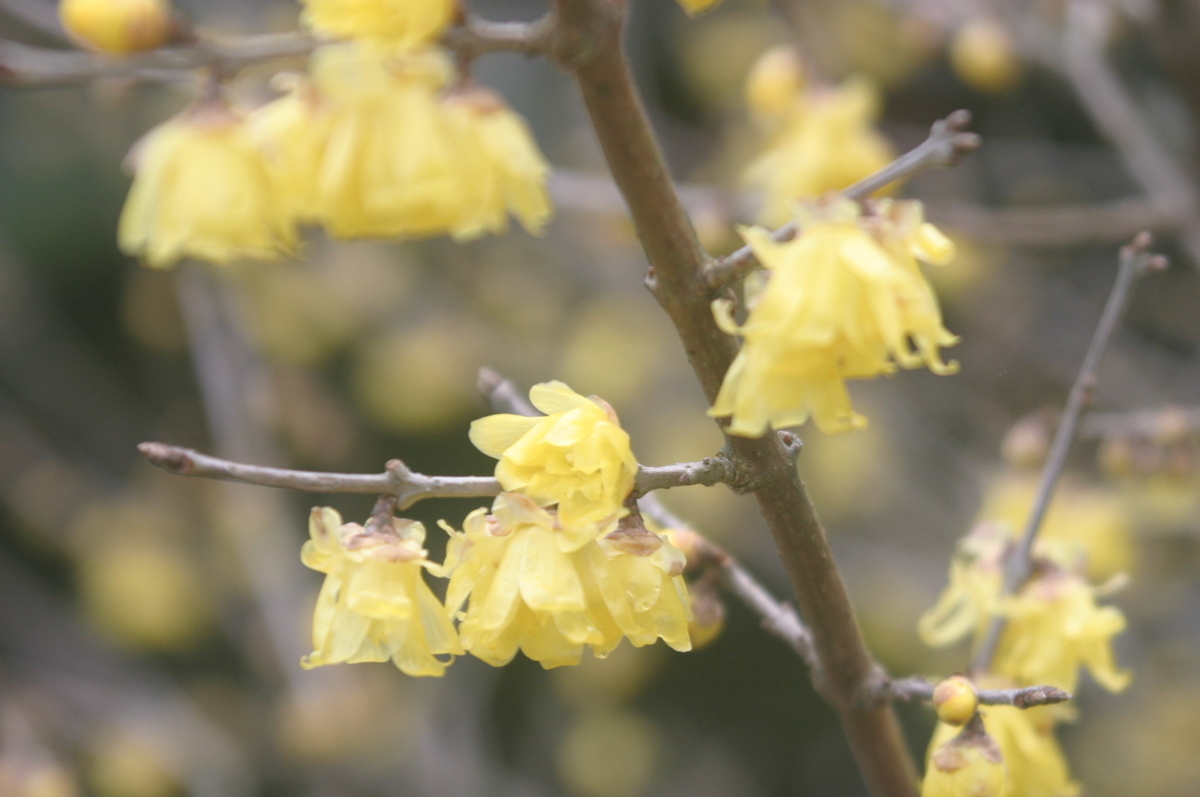 新春がゆらめく蠟梅 - むらの幸福論