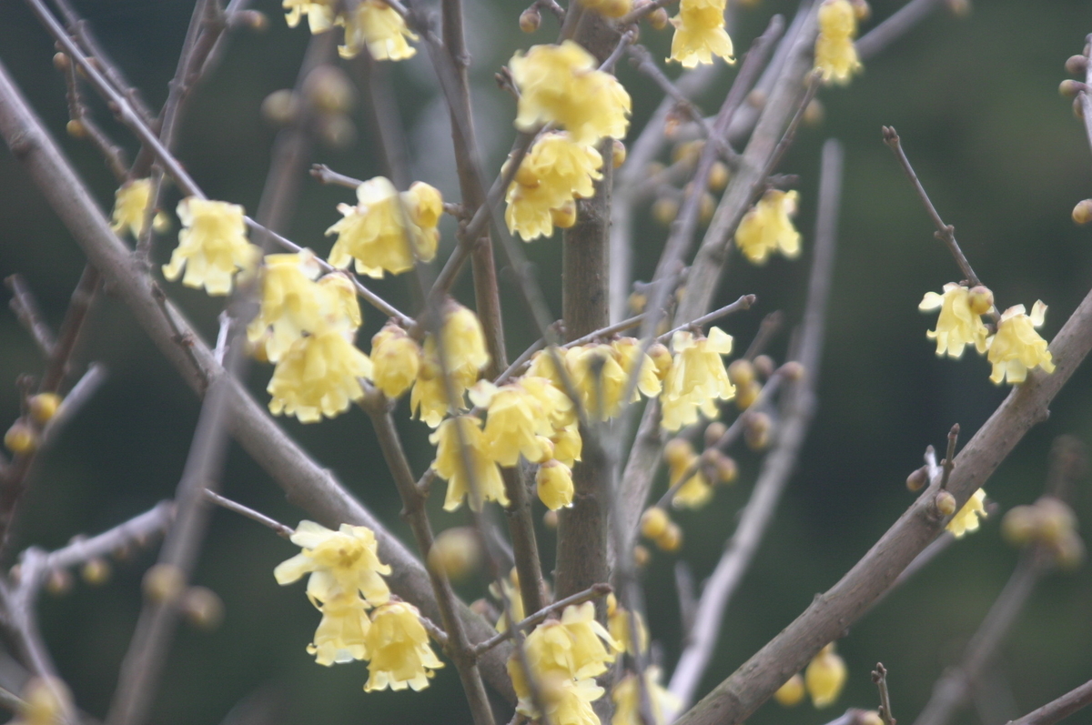 新春がゆらめく蠟梅 - むらの幸福論