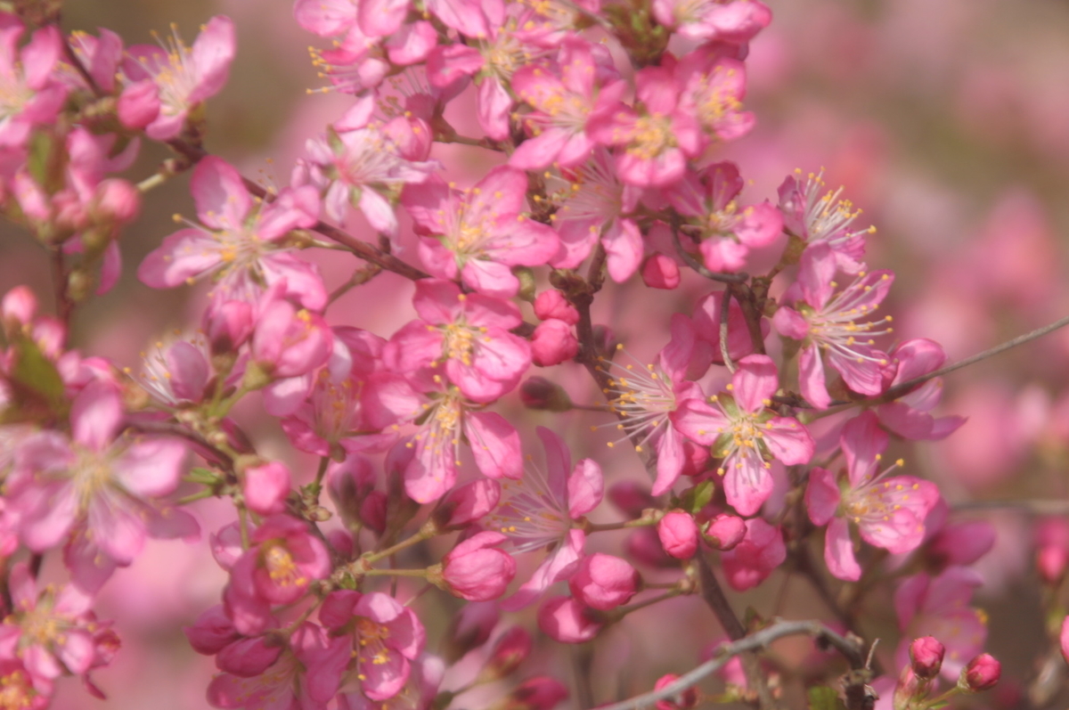 庭梅が満開した - むらの幸福論