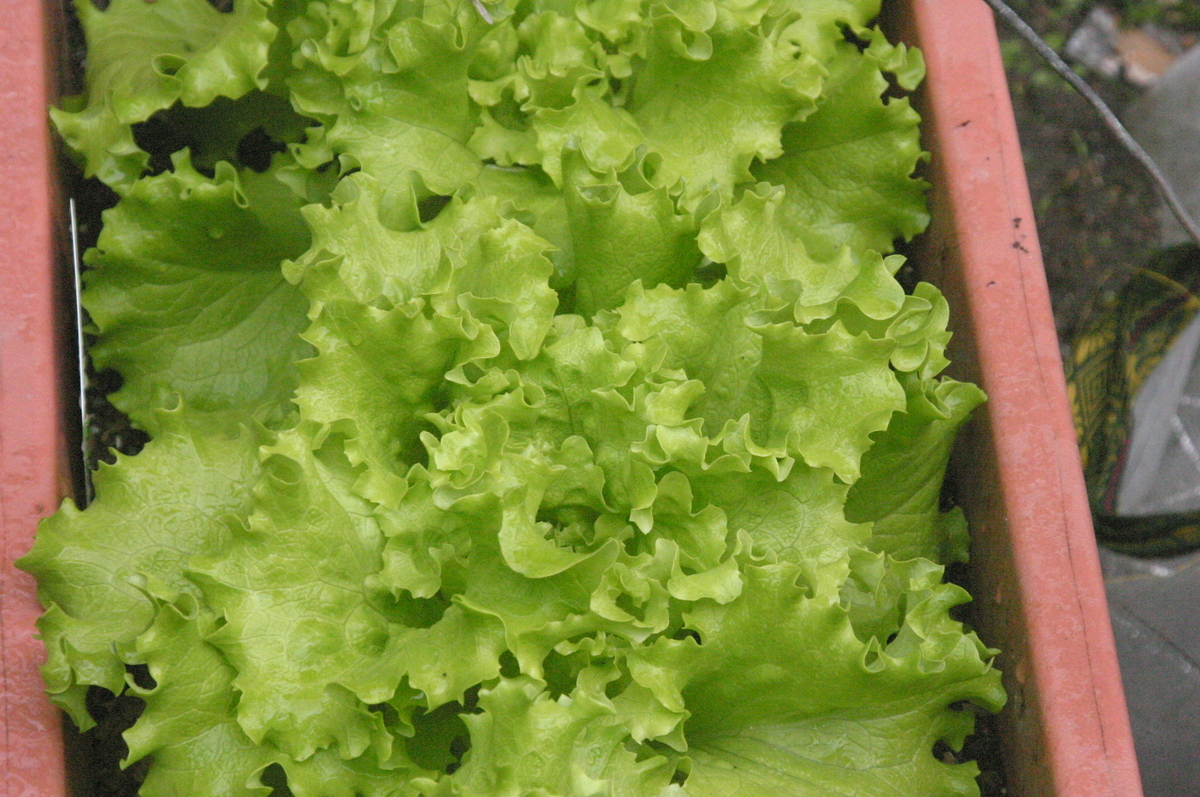 独りあそび - むらの幸福論