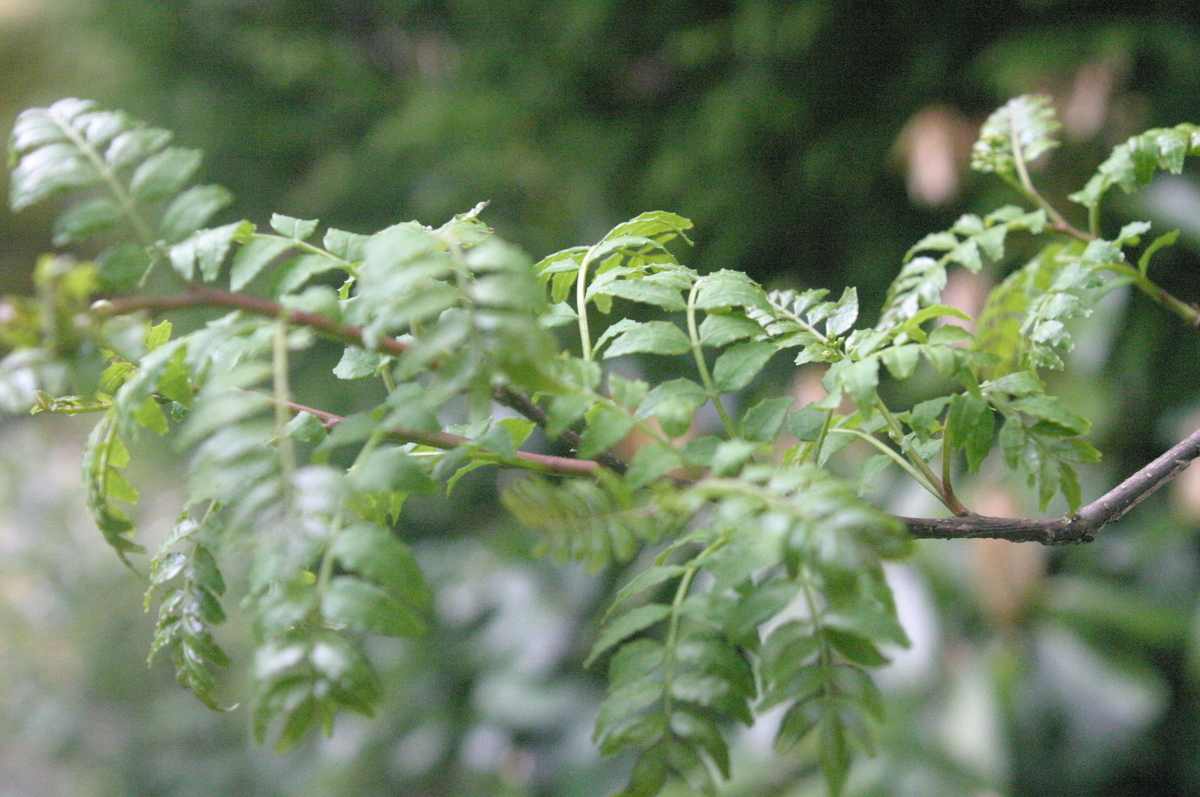 部屋の匂いけしに、サンショウをかざる - むらの幸福論