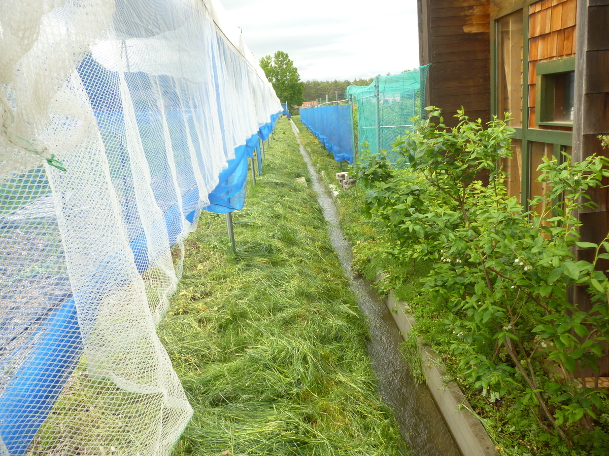今年初めての草刈り - 安曇野の丘村山ブルーベリー園 カブトムシ捕りひまわり迷路がある自然農園