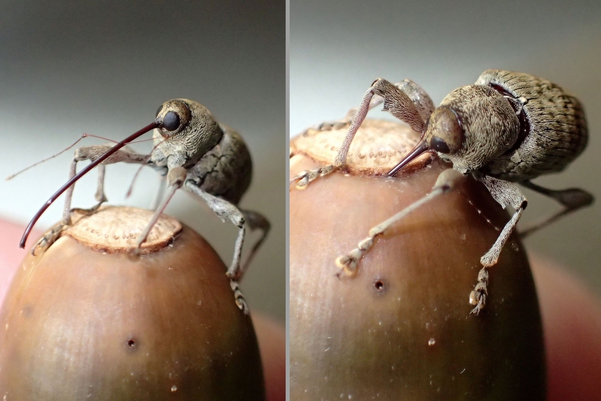ドングリの虫の正体。今回はコナラシギゾウムシ。 - 虫撮る人々
