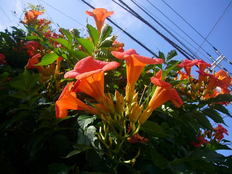 Chinese trumpet vine（ノウゼンカズラ） - 🔶🔶🔶 Wonderful Izu ! 🔶🔶🔶