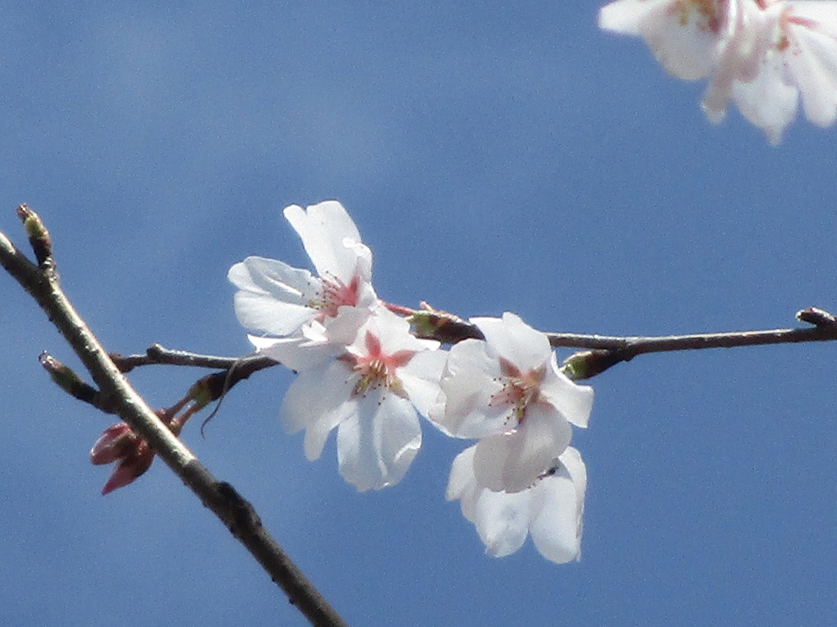 春が駆け足でやってきた！！ - まつこの庭