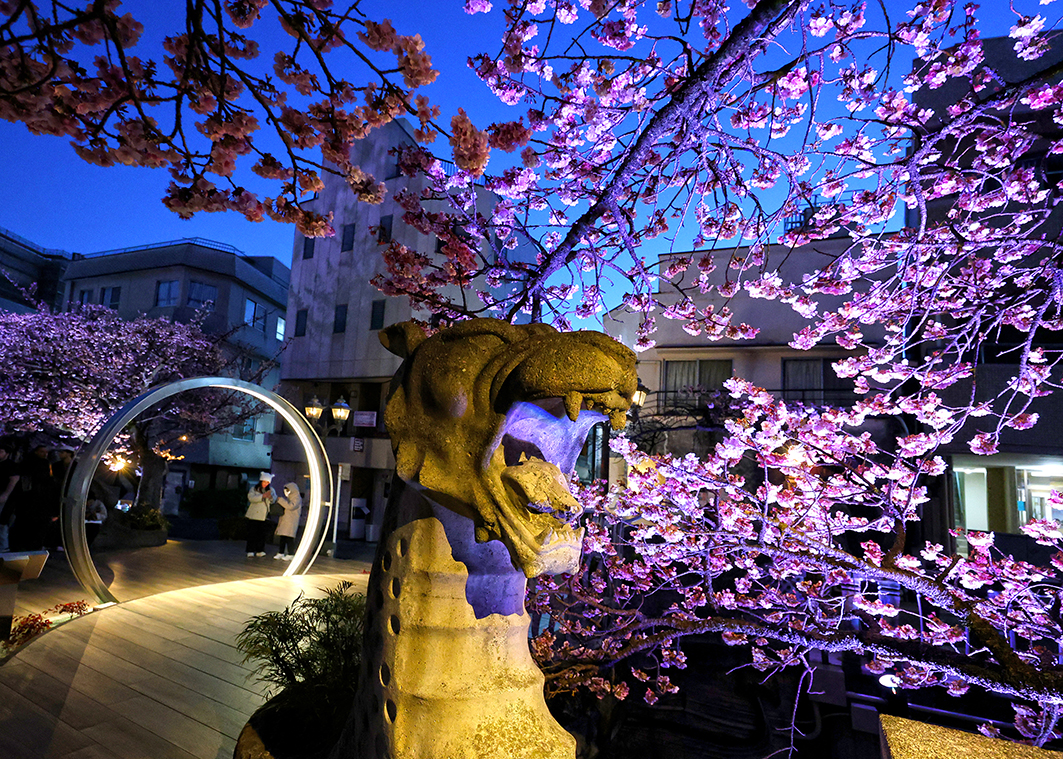 梅は咲いたか？桜は咲いてます ♪ 熱海はワタミか？ - なーまんのEye-Level