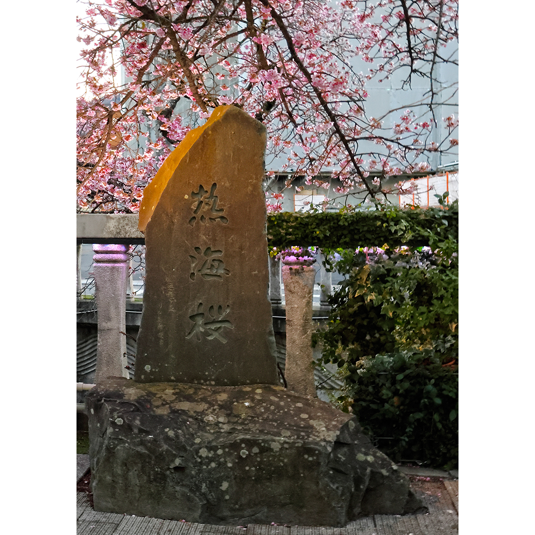 梅は咲いたか？桜は咲いてます ♪ 熱海はワタミか？ - なーまんのEye-Level